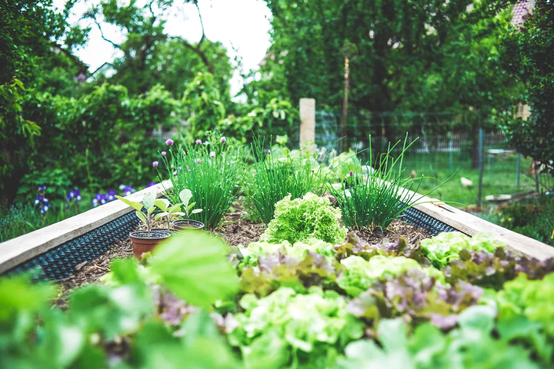 7 Tips for Natural and Safe Pest Management